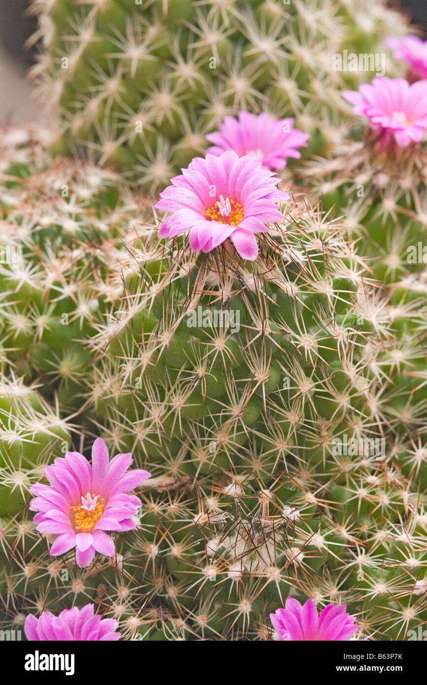 Beehive Cactus Plant High Resolution Stock Photography and Images - Alamy