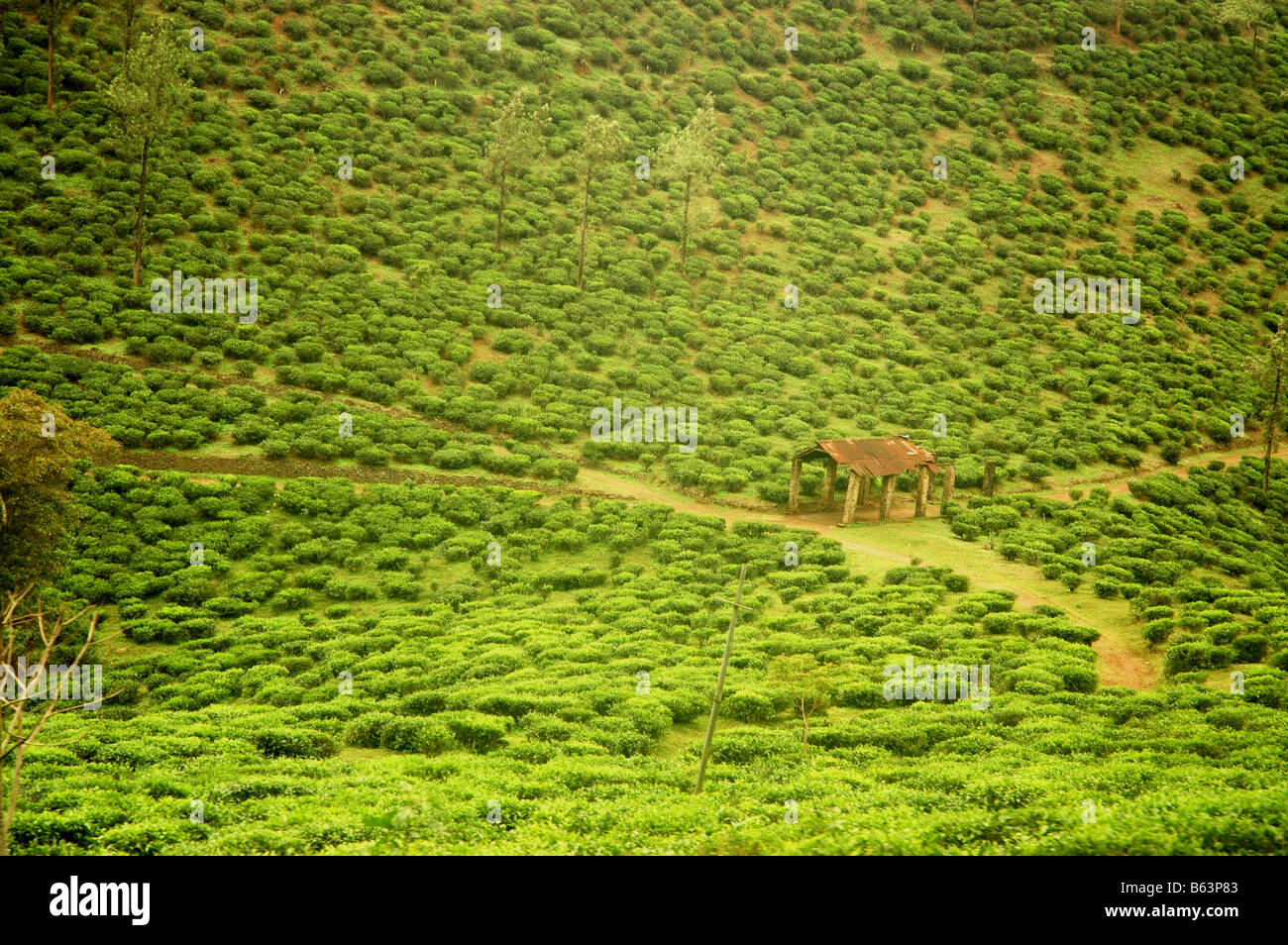 Tea Estate in the Cardamom Hills of India's Southern Ghats in Kerala ...