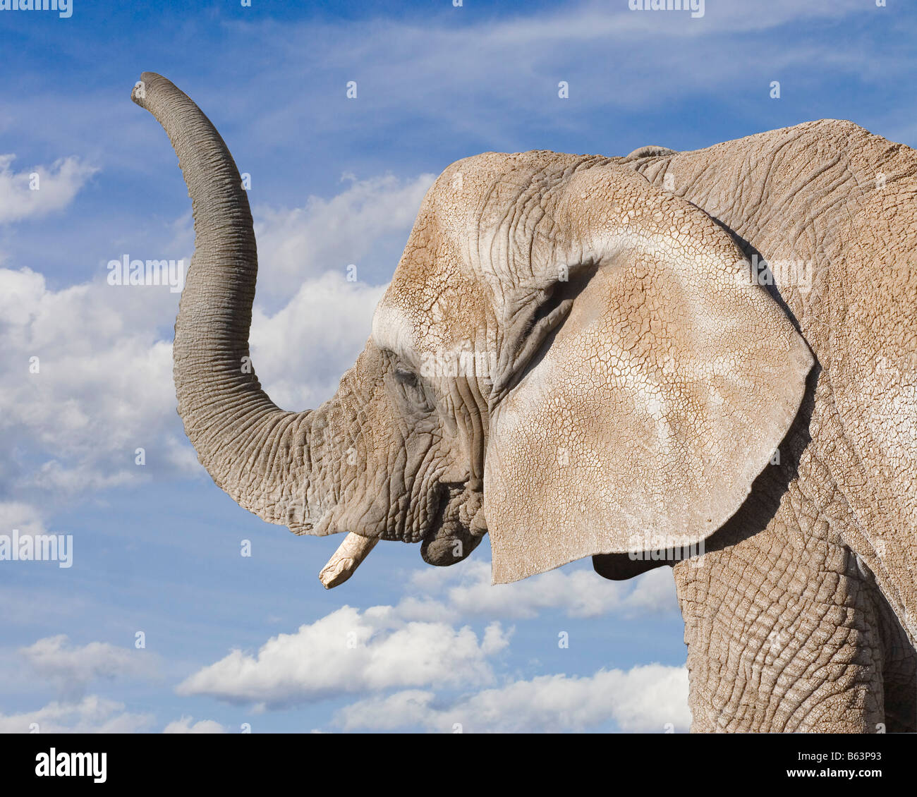 African Bull Elephant Head