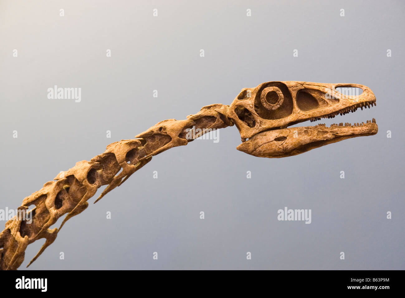 Fossil vertebrae hi-res stock photography and images - Alamy