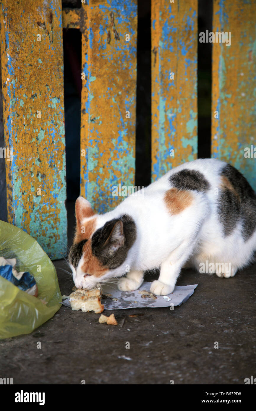 Eating paint hi-res stock photography and images - Alamy