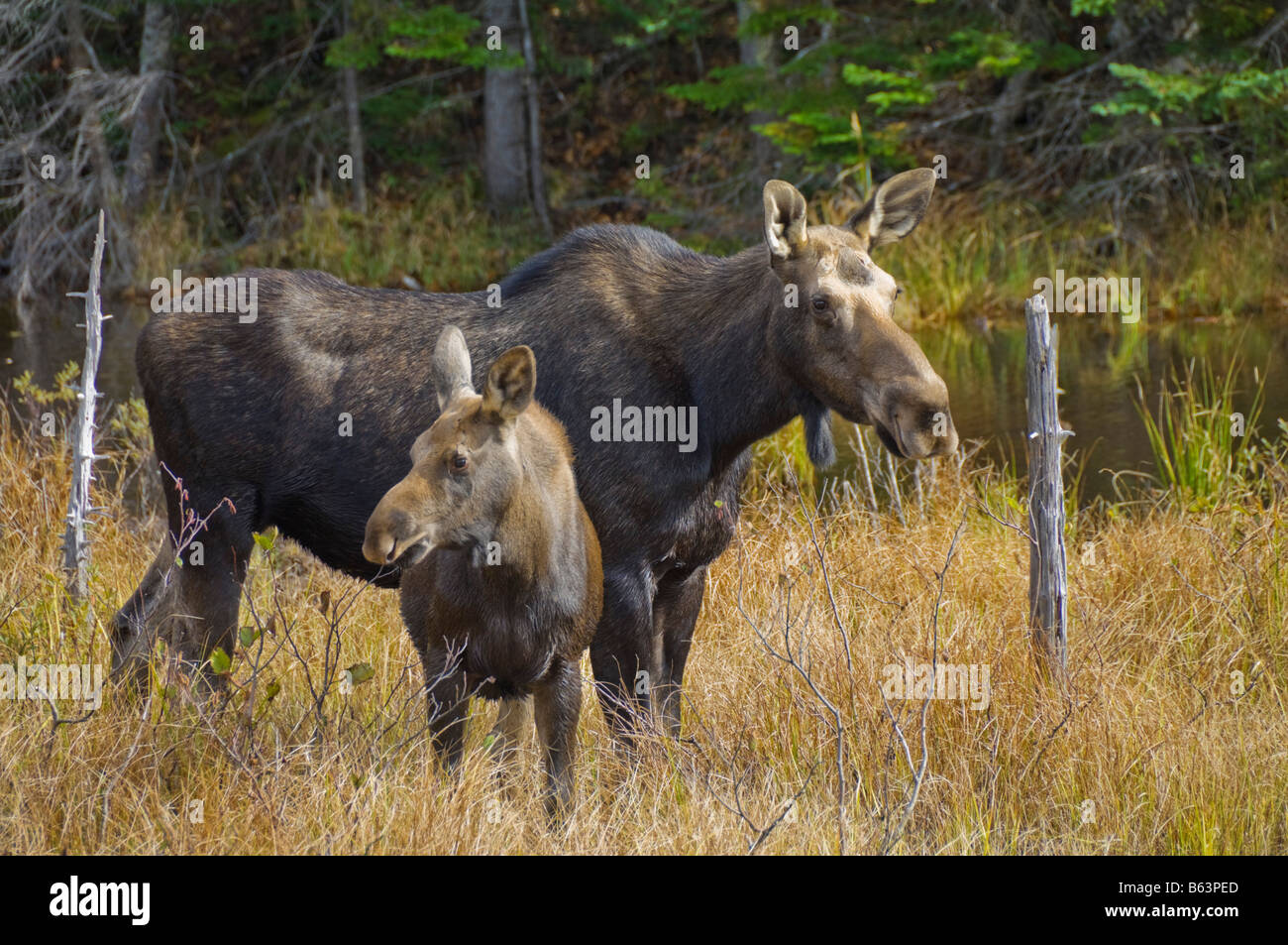 Moose adult female with young Route 16 White Mountains New Hampshire ...