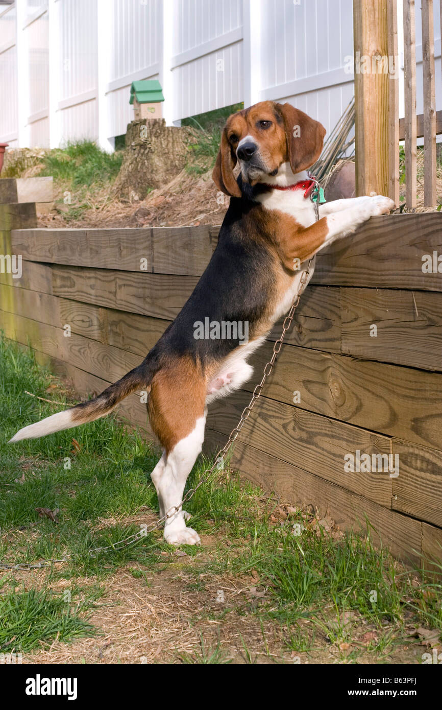 Portrait of a young tri colored beagle puppy standing up against a wall ...
