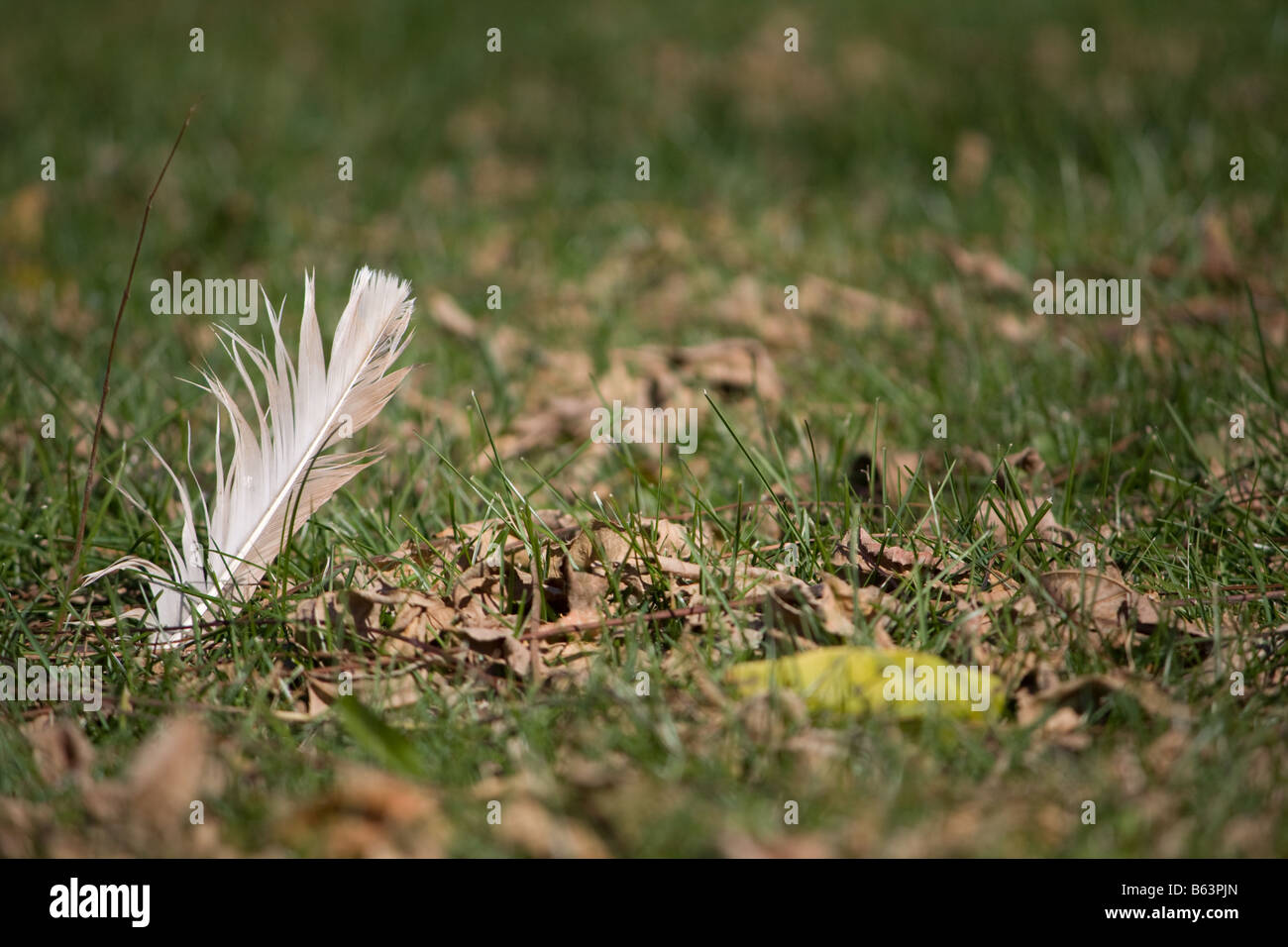 Lost a feather hi-res stock photography and images - Alamy