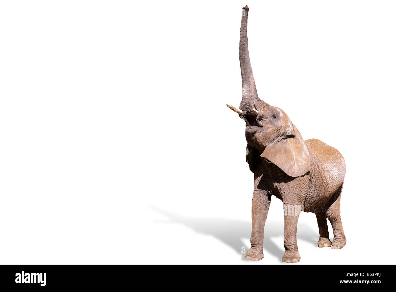 A large elephant with a blank background Stock Photo - Alamy