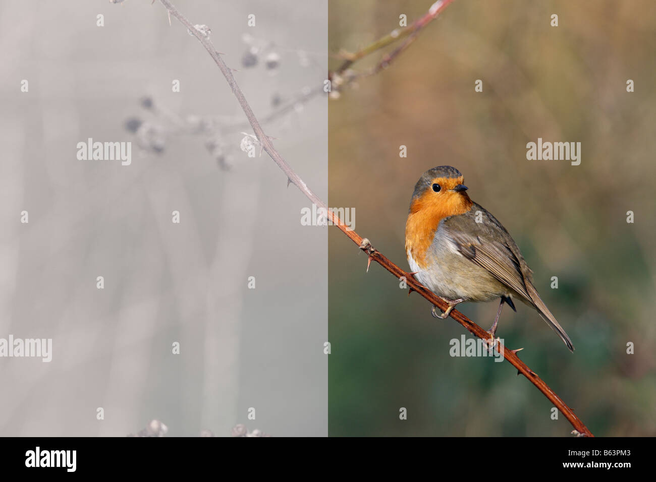 Robin page hi-res stock photography and images - Alamy