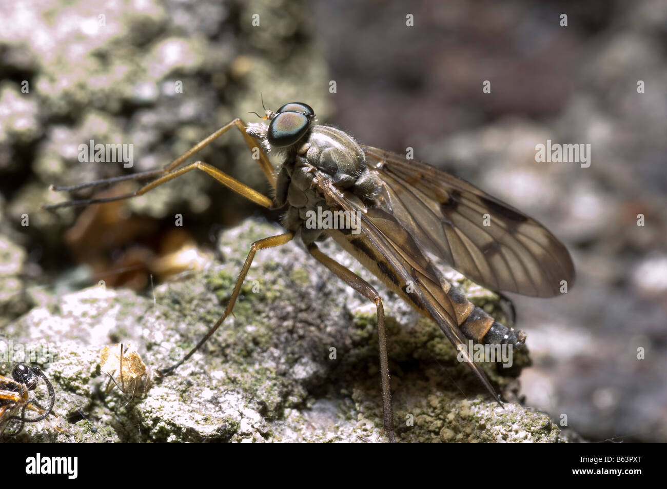 Fly exoskeleton hi-res stock photography and images - Alamy