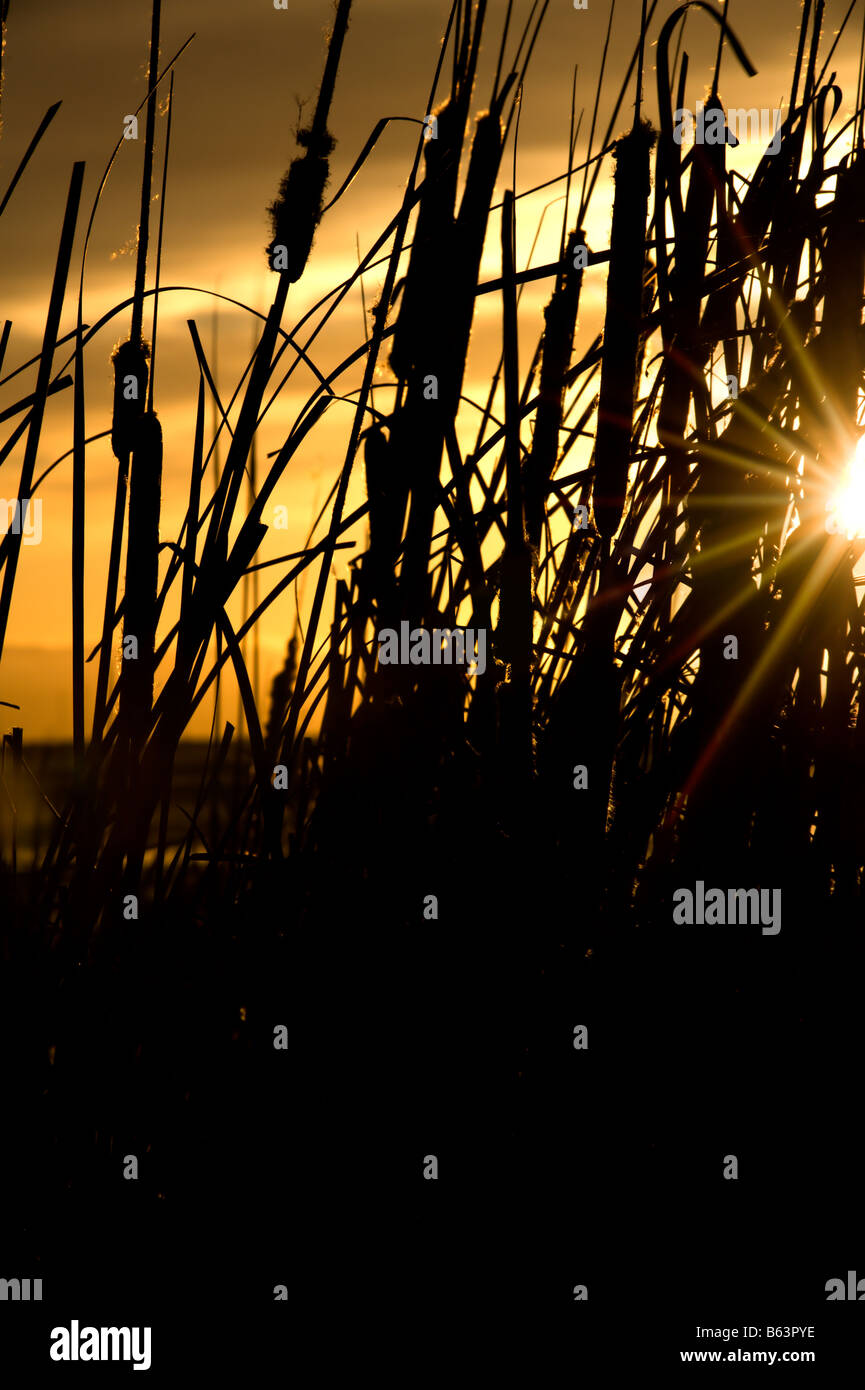 Reeds during sunset Stock Photo - Alamy