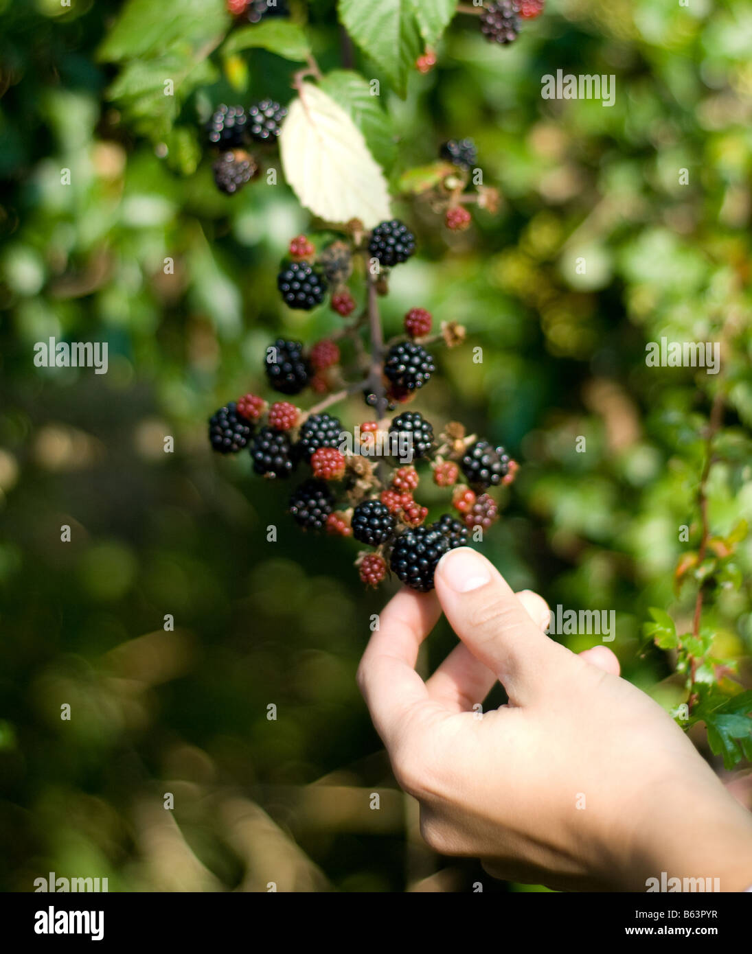 Blackberry picking england hi-res stock photography and images - Alamy