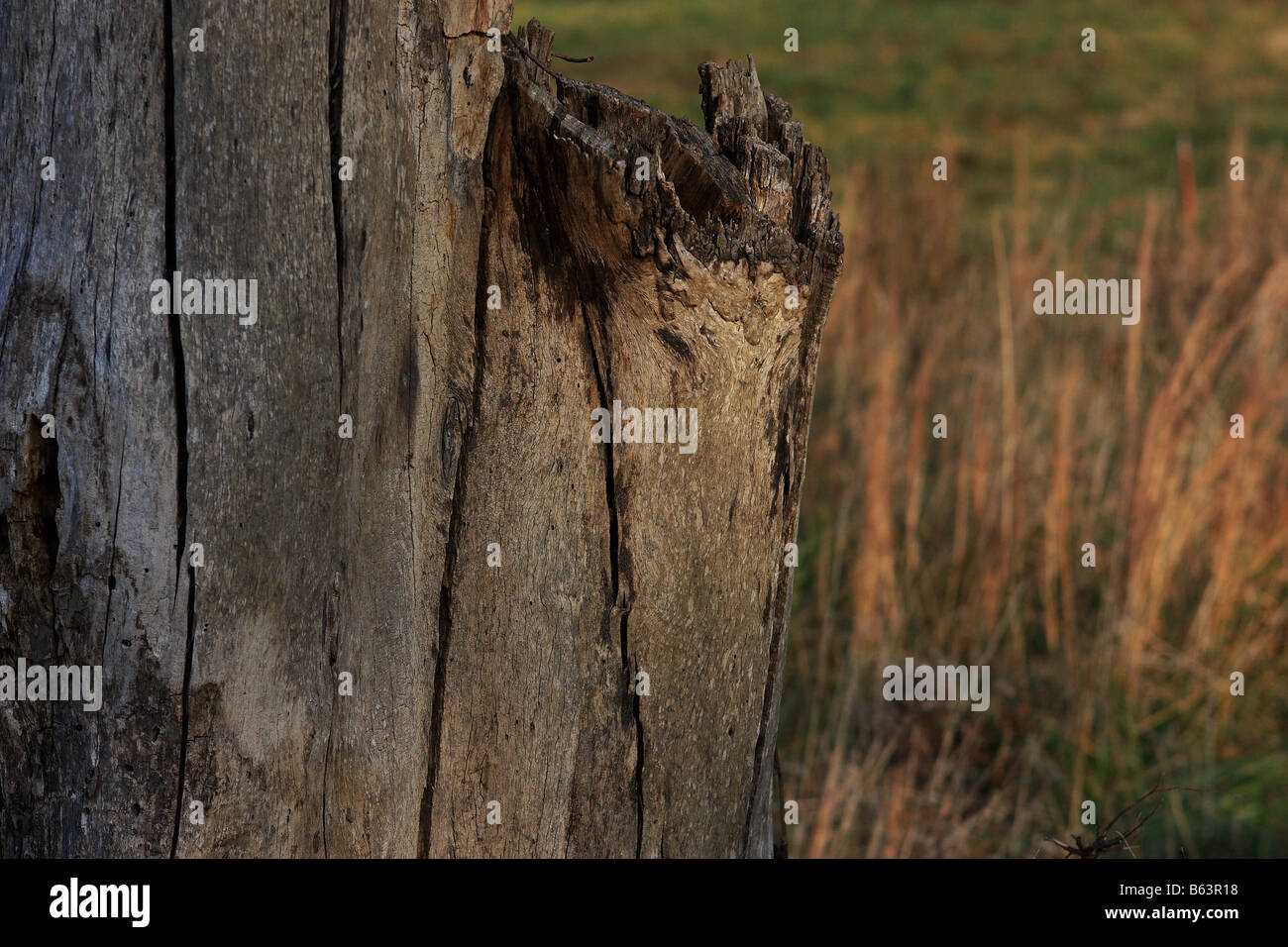 Tree struck by lightning hi-res stock photography and images - Alamy