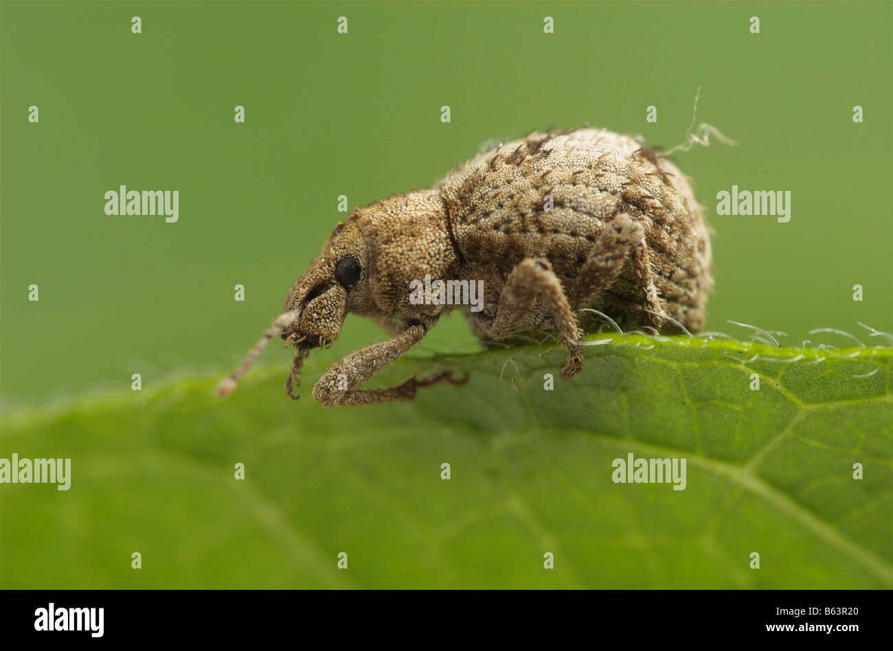 Japanese weevil hi-res stock photography and images - Alamy