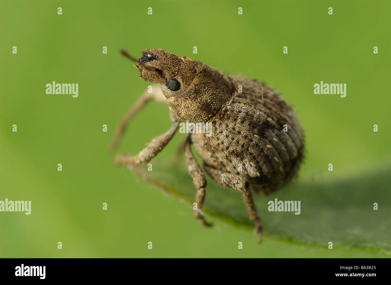 Extreme close up of a two banded Japanese weevil at the tip of a green ...