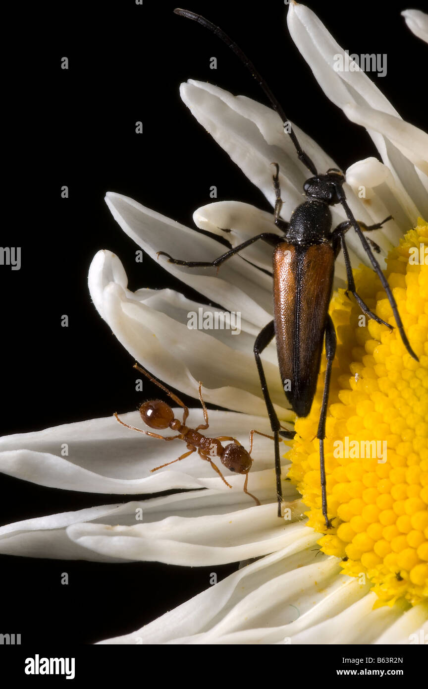Ant beetle hi-res stock photography and images - Alamy