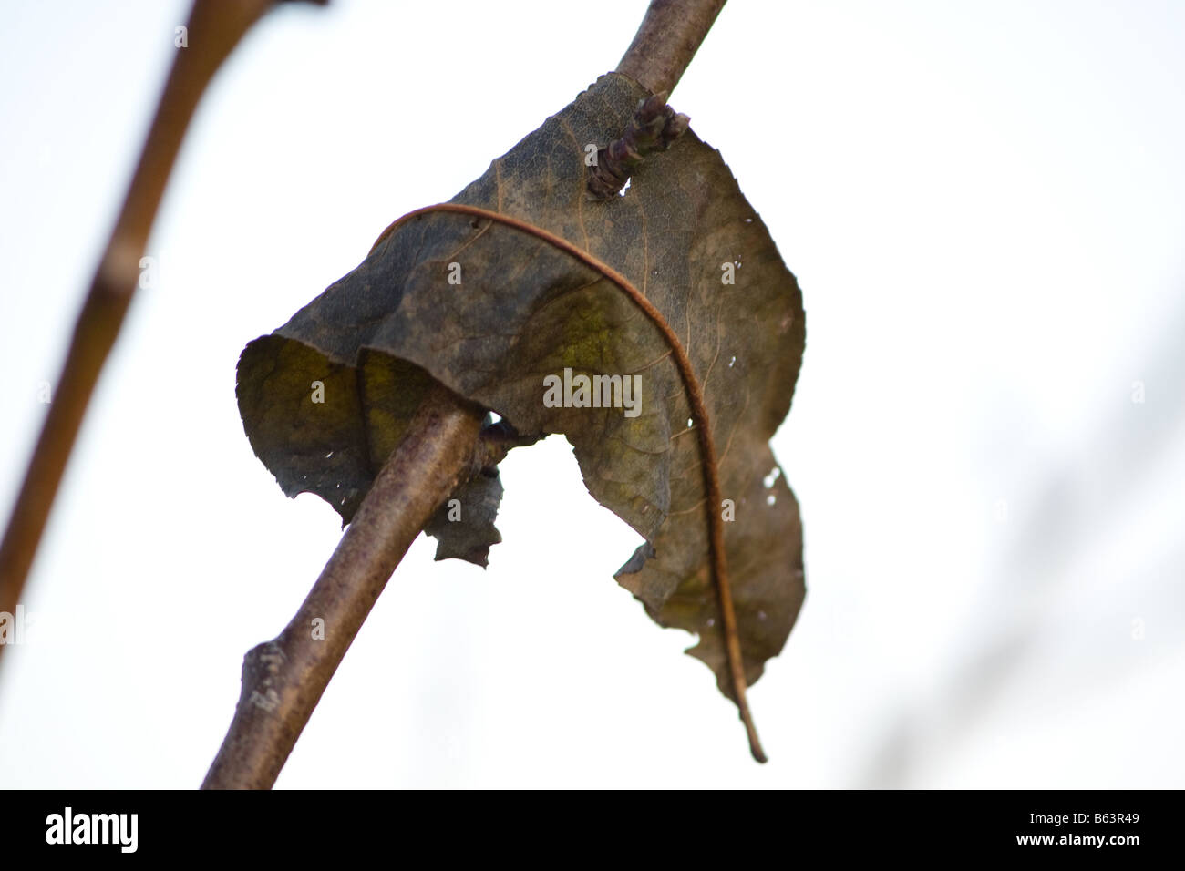 Dead walnut tree hi-res stock photography and images - Alamy