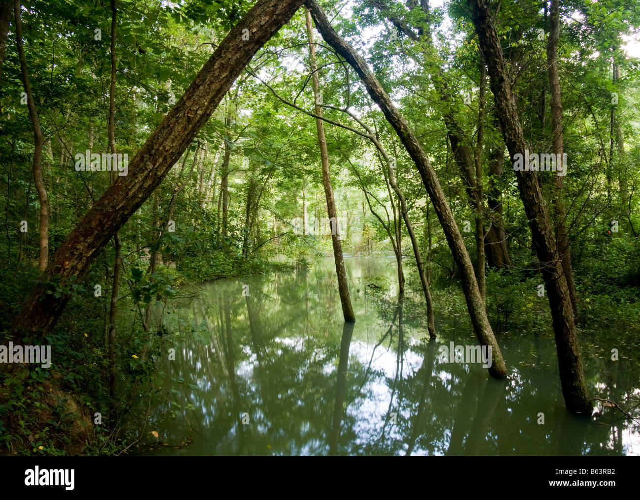 Flooded valley with trees overhanging a flooded river Stock Photo - Alamy