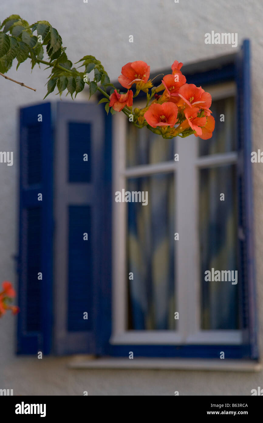 Flower and blue shuttered window Stock Photo - Alamy