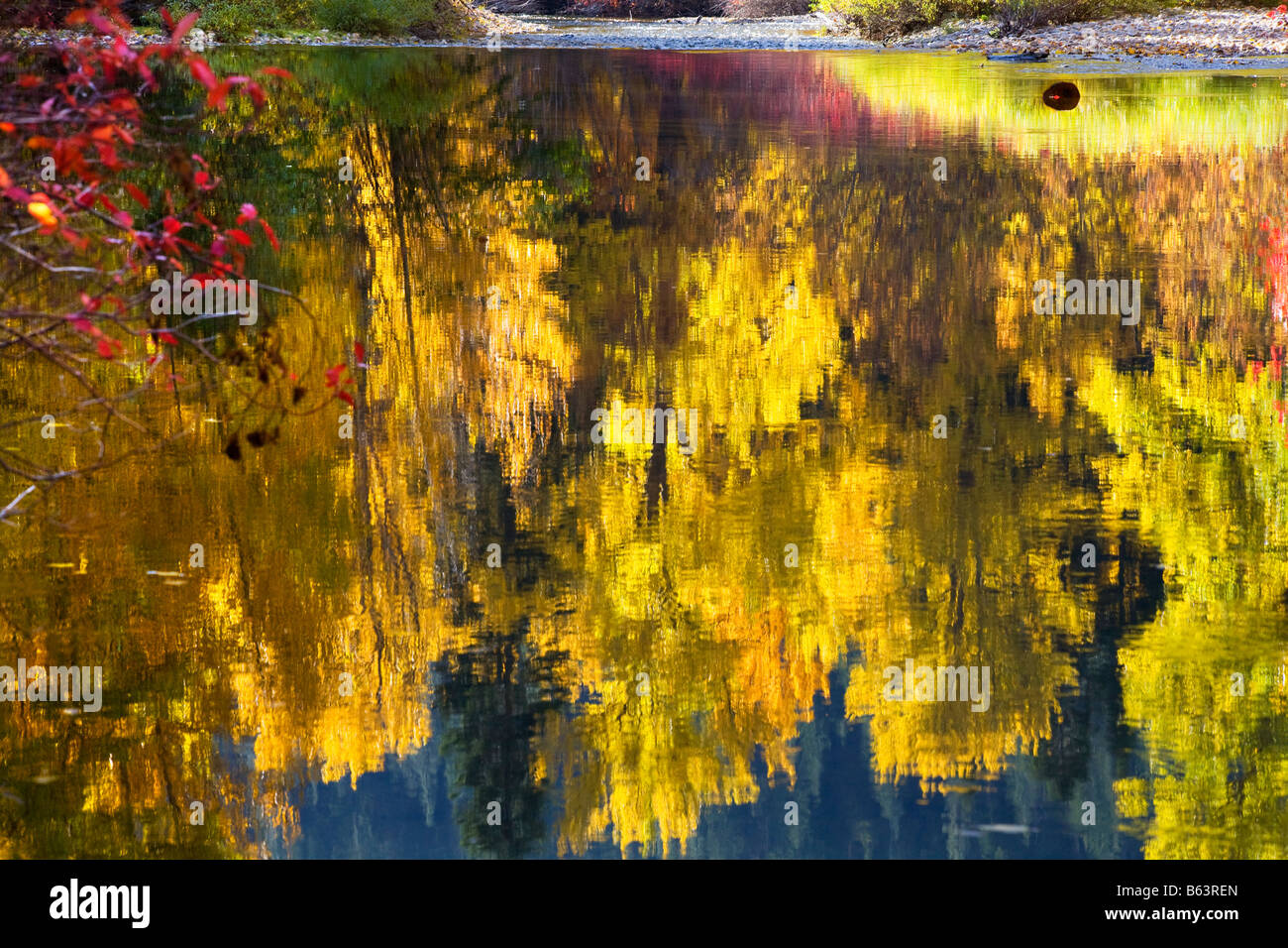 Fall Colors Wenatchee River Reflections Yellow Trees Stevens Pass ...