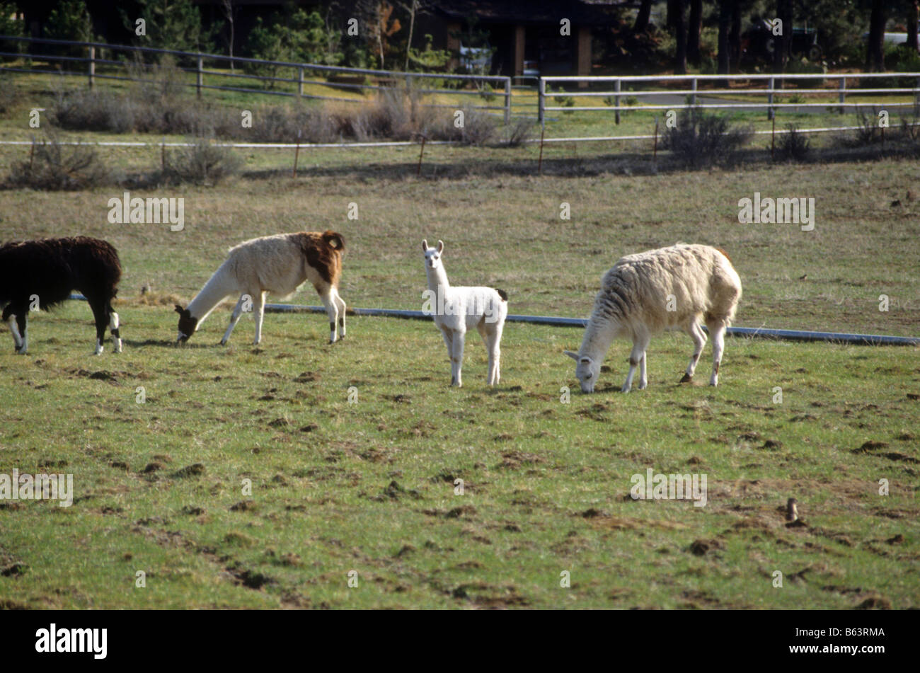Usa llamas hi-res stock photography and images - Alamy