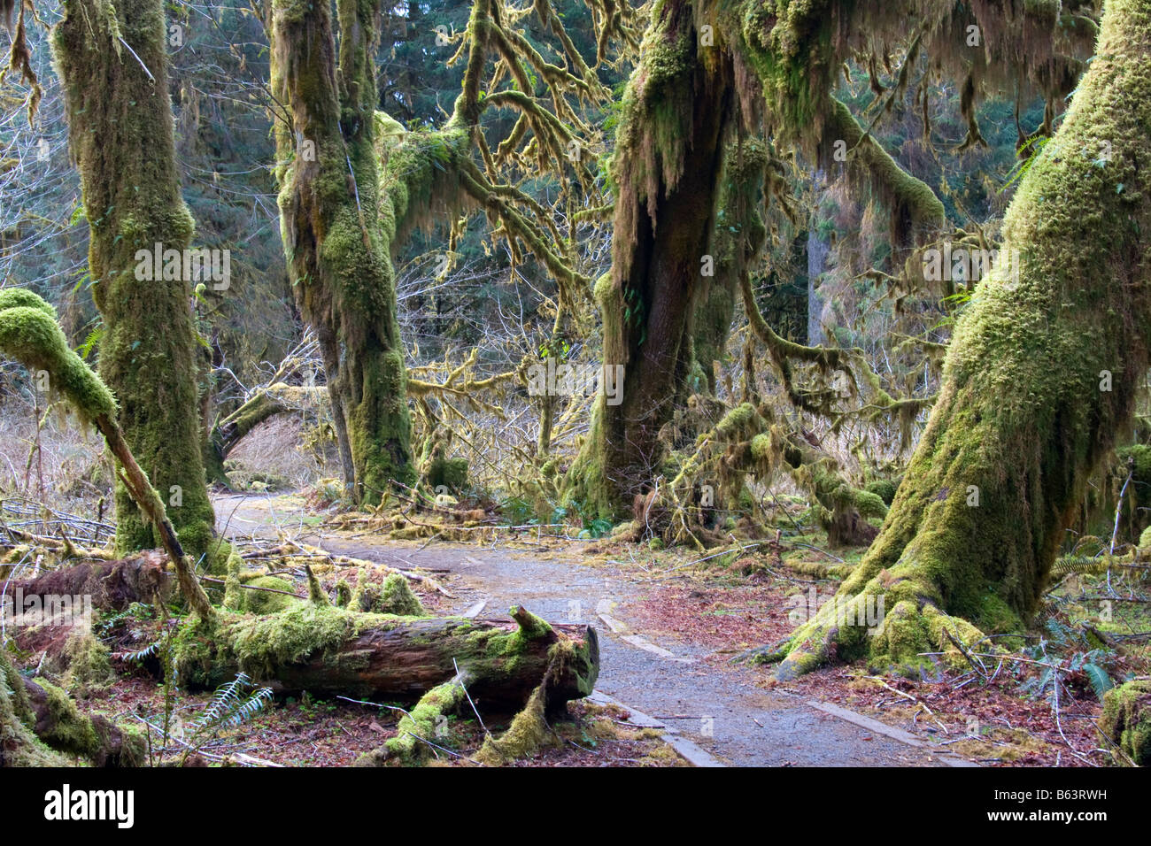 Hall of moss hi-res stock photography and images - Alamy
