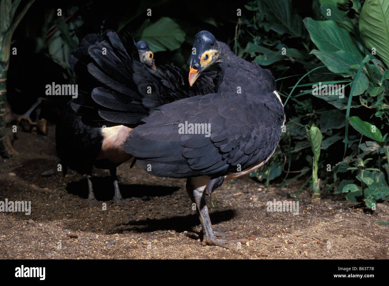 Almost Five Times High Resolution Stock Photography and Images - Alamy