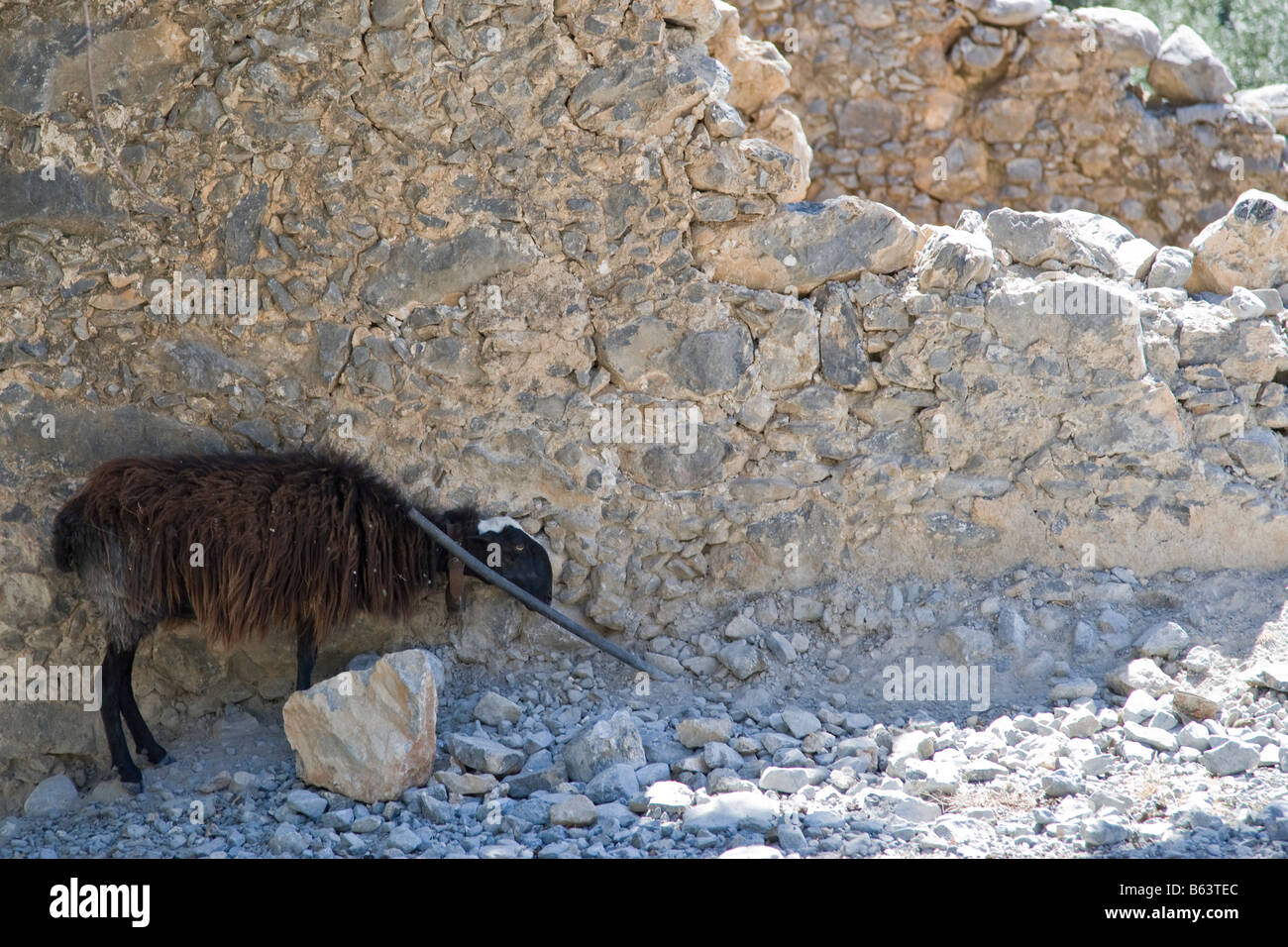 Shy goat hi-res stock photography and images - Alamy