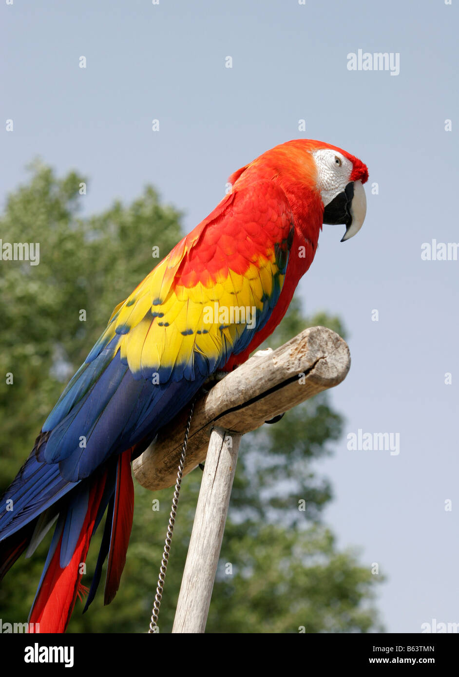 Bright colorful McCaw parrot sitting on a perch Stock Photo - Alamy