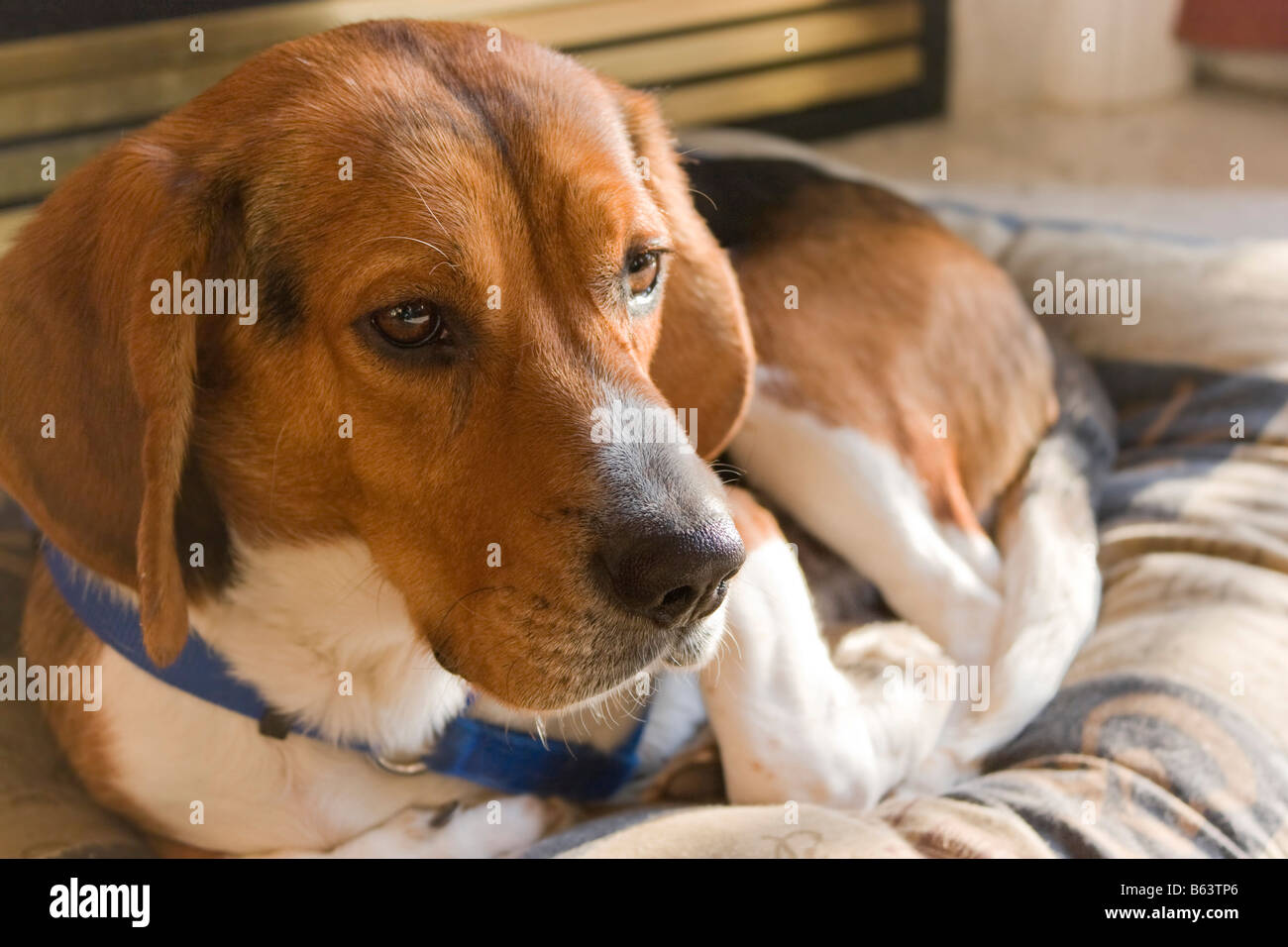 Portrait of a young tri colored beagle puppy laying on its bed Stock ...