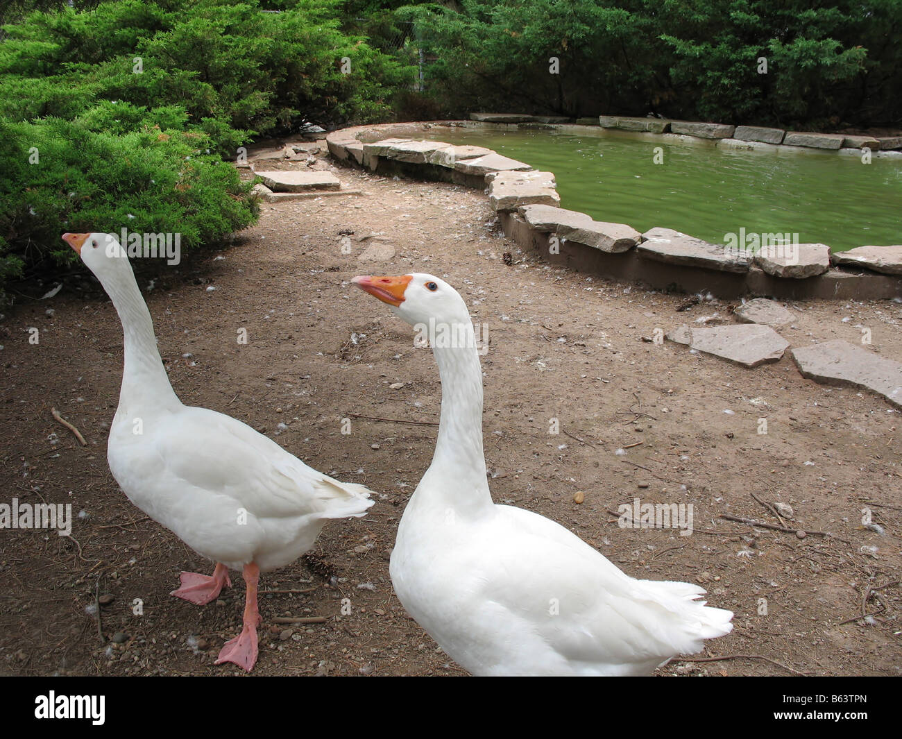 Side white goose hi-res stock photography and images - Alamy