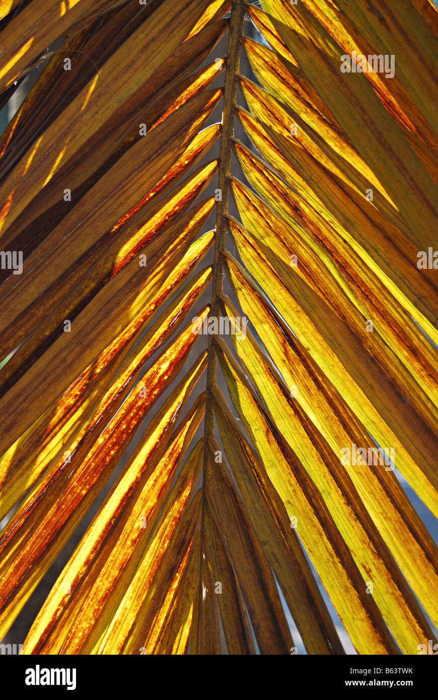 Coconut palm leave hi-res stock photography and images - Alamy
