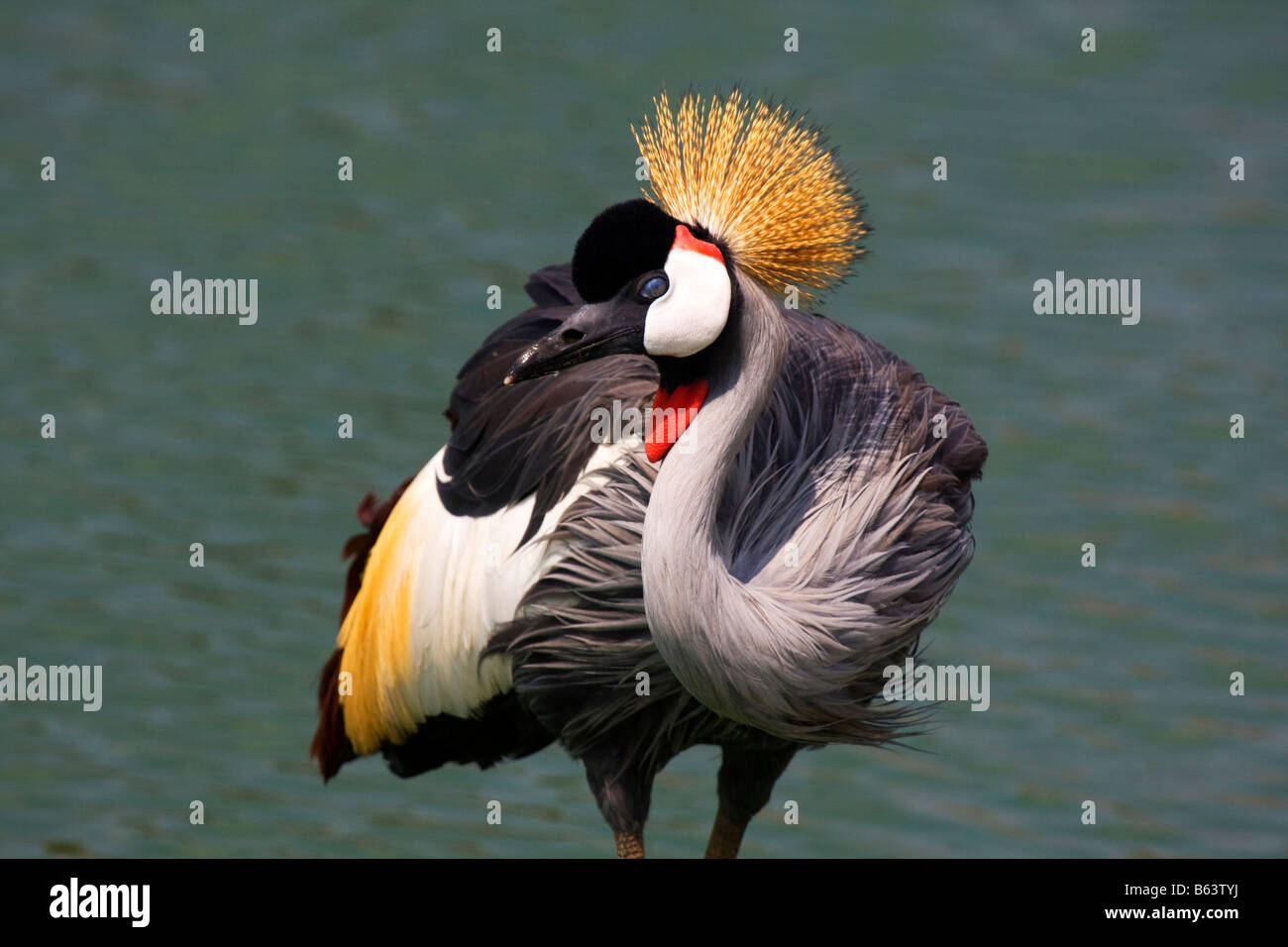 Crown crane hi-res stock photography and images - Alamy