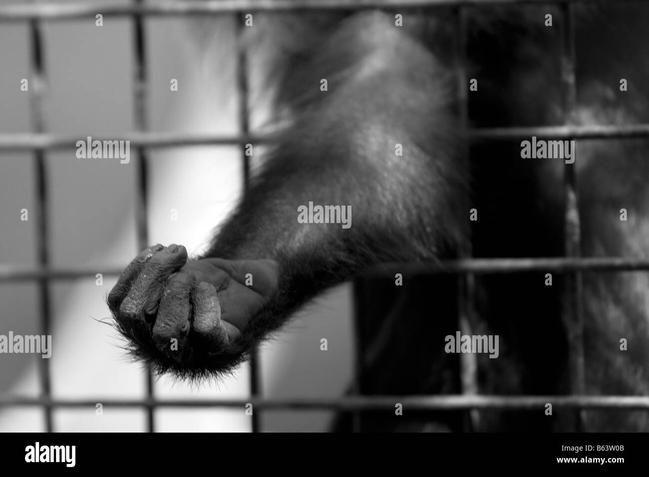 Monkey s hand through the cage Stock Photo - Alamy