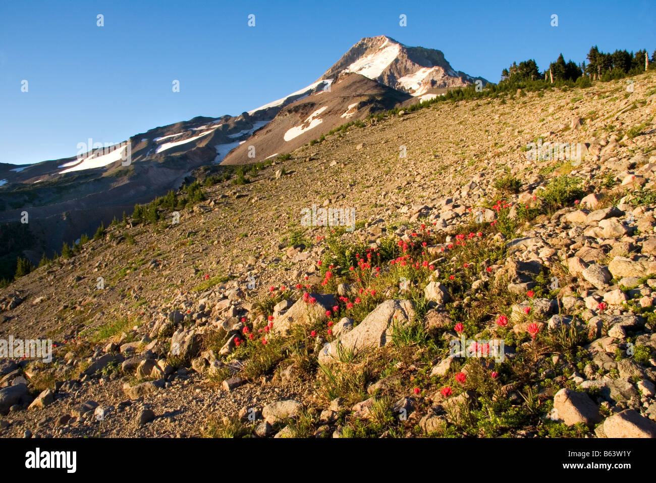 Mount Hood above a patch of paintbrush on Barrett Spur Mount Hood ...