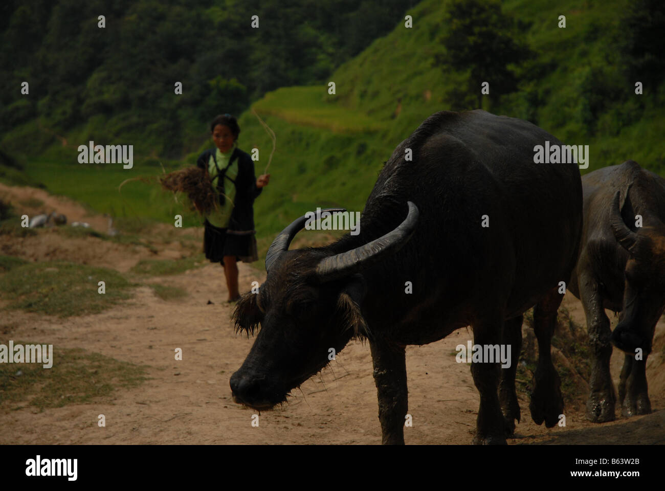 A woman with her waterbuffalo in rural Guizhou Province, China Stock ...