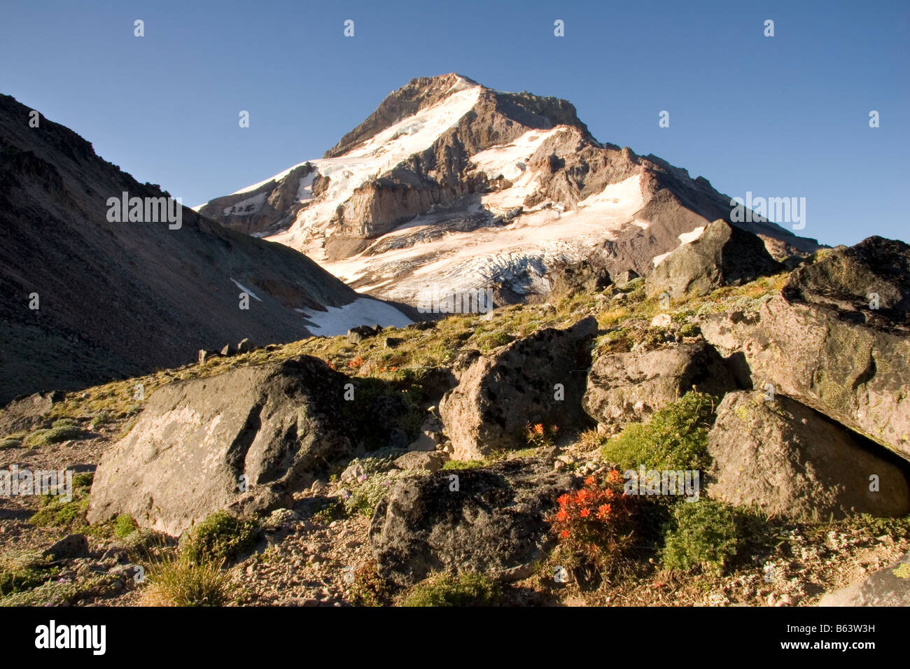 Mount Hood above alpine paintbrush in Barrett Spur Mount Hood ...