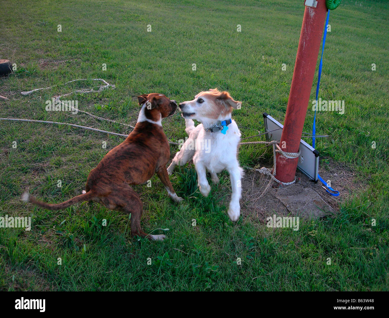 Dog play fighting hi-res stock photography and images - Alamy