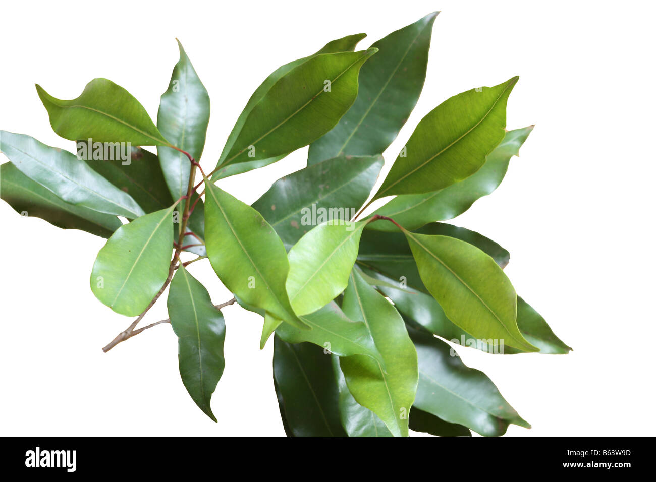Clove leaf hi-res stock photography and images - Alamy