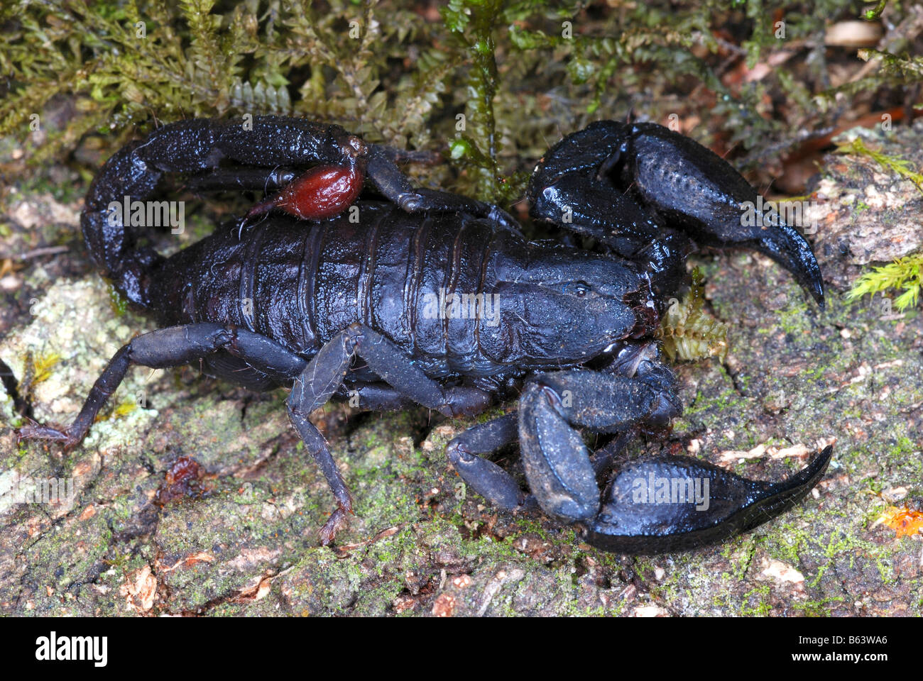 Scorpiops hi-res stock photography and images - Alamy