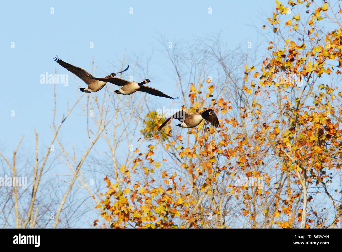Three Canadian Geese in flight past a fall color tree Stock Photo - Alamy