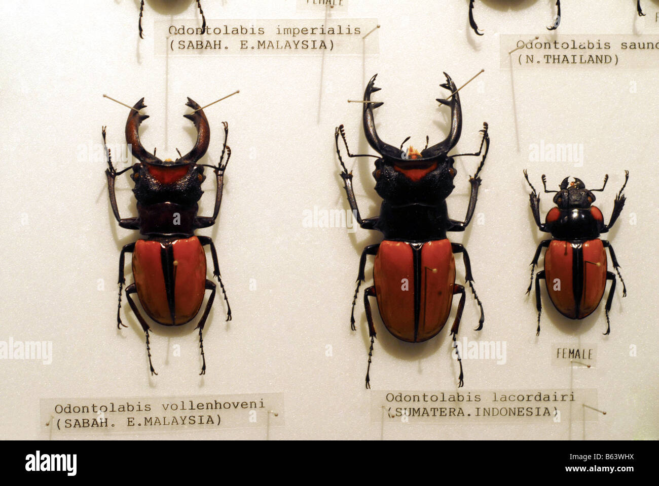 INSECT KINGDOM IN SENTOSA SINGAPORE Stock Photo - Alamy