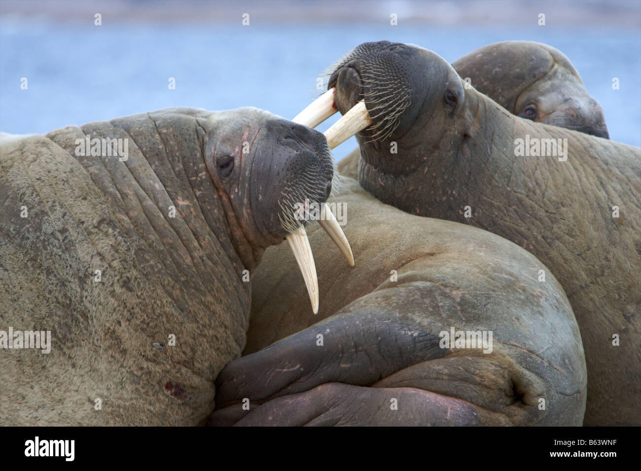 Walrus tusk hi-res stock photography and images - Alamy