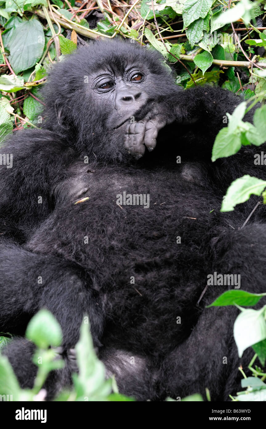 Juvenile Mountain Gorilla Gorilla Beringei looking look content smug in ...