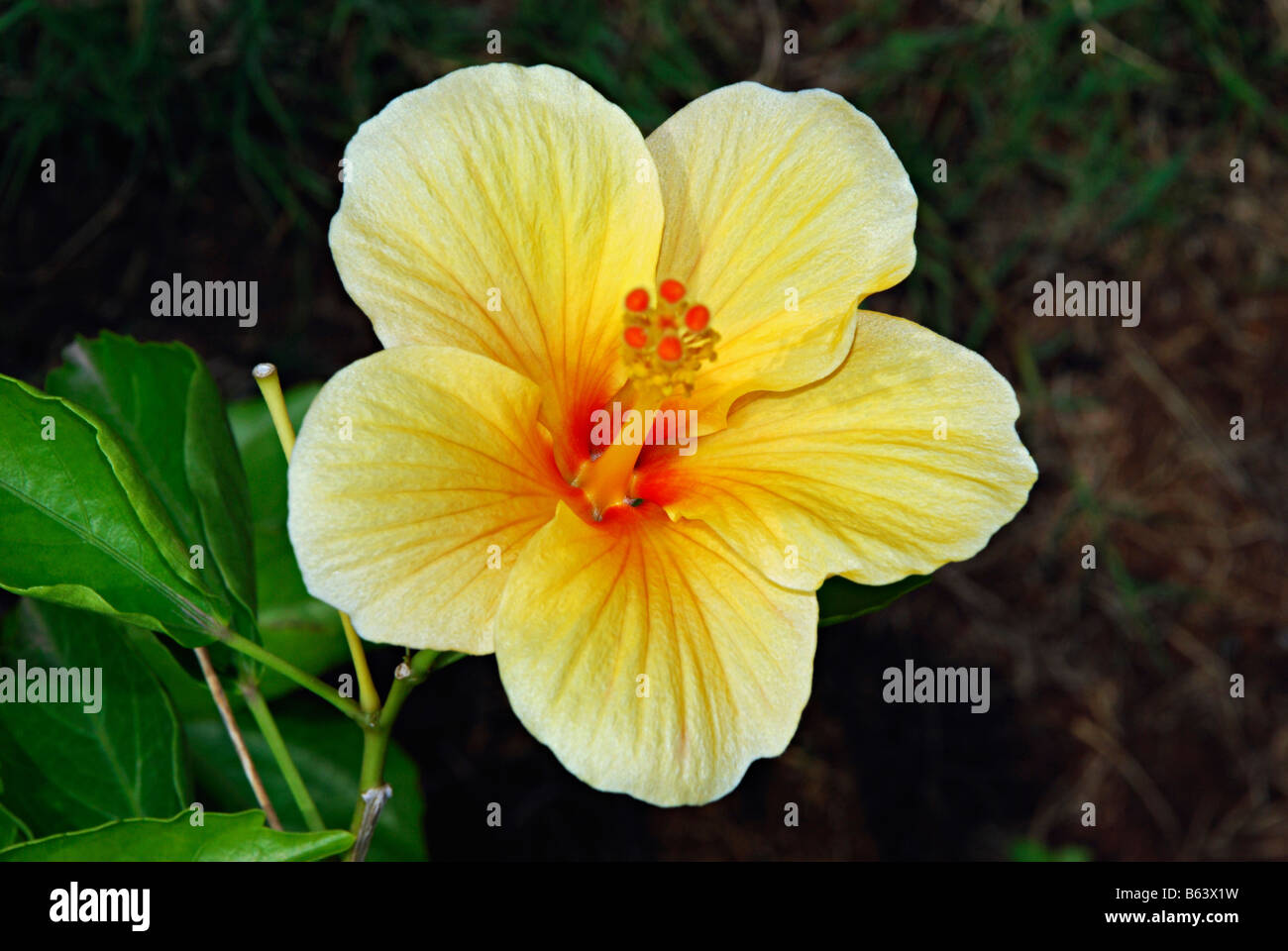 Close-up of Yellow Hibiscus, India Stock Photo - Alamy