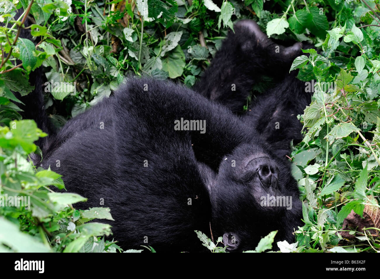 Sleeping gorilla hi-res stock photography and images - Alamy