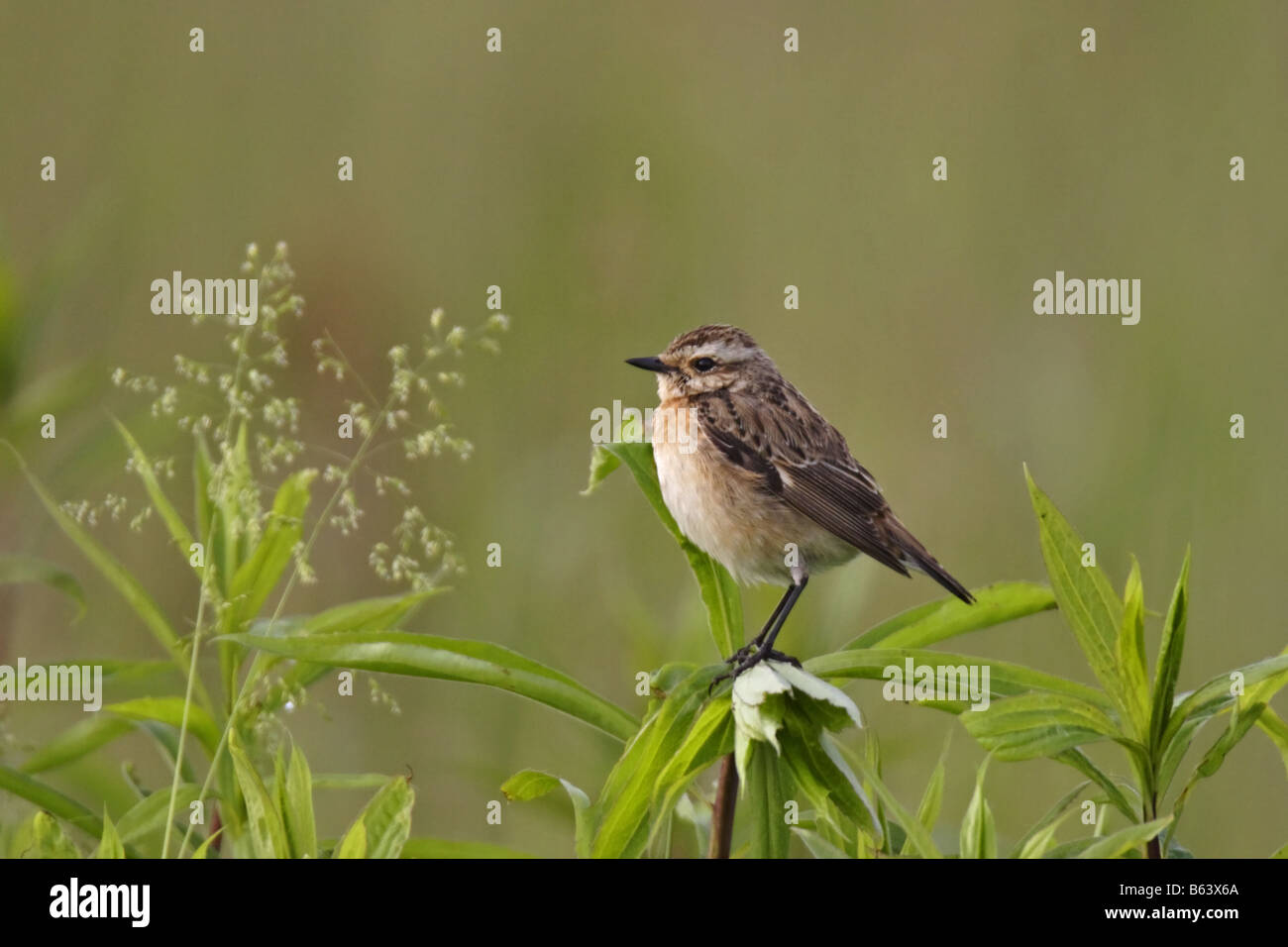 Female whinchat hi-res stock photography and images - Alamy