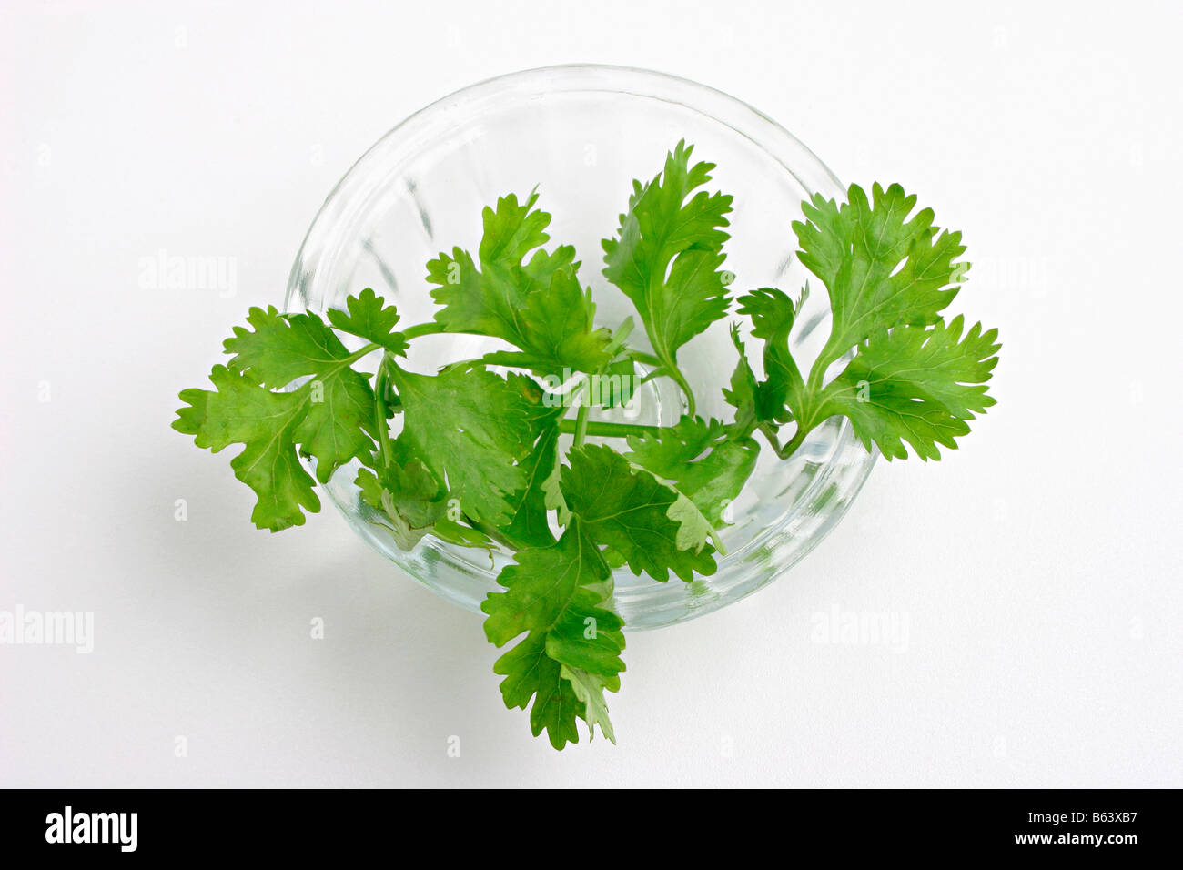 Dhaniya Stock Photos & Dhaniya Stock Images - Alamy