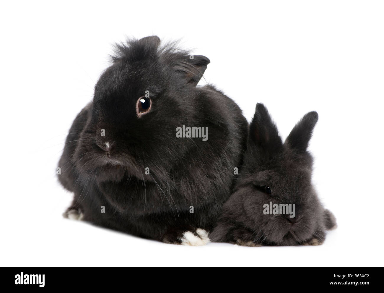 mother Rabbit and her child in front of a white background Stock Photo ...