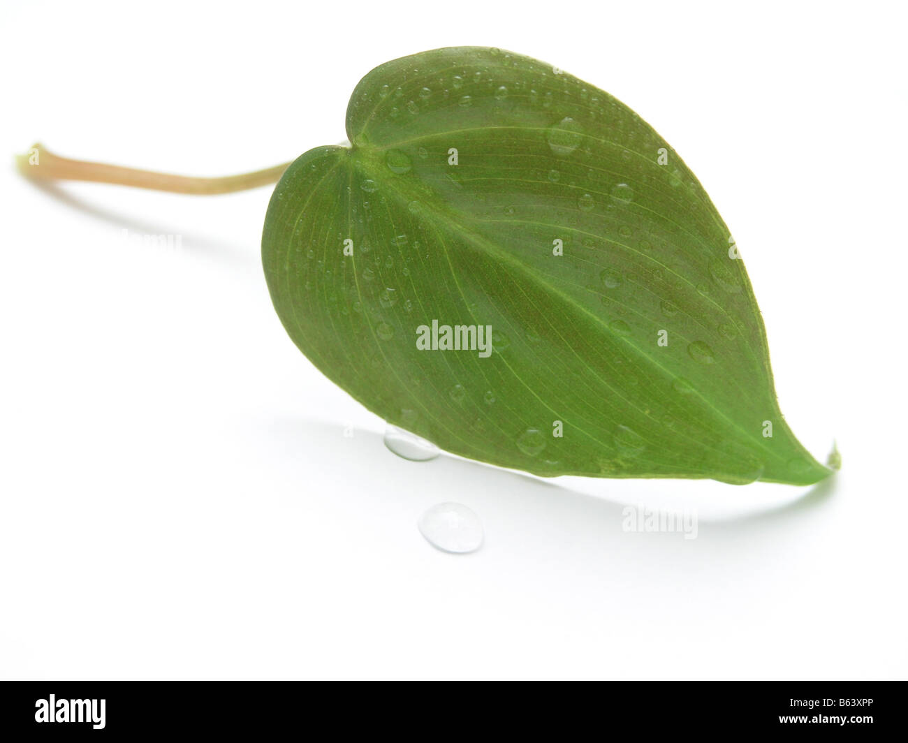 Water and leaf Cut Out Stock Images & Pictures - Alamy