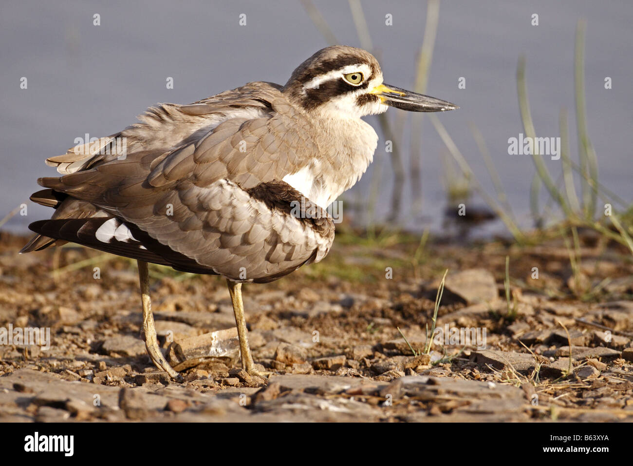 Bird broken wing display hi-res stock photography and images - Alamy