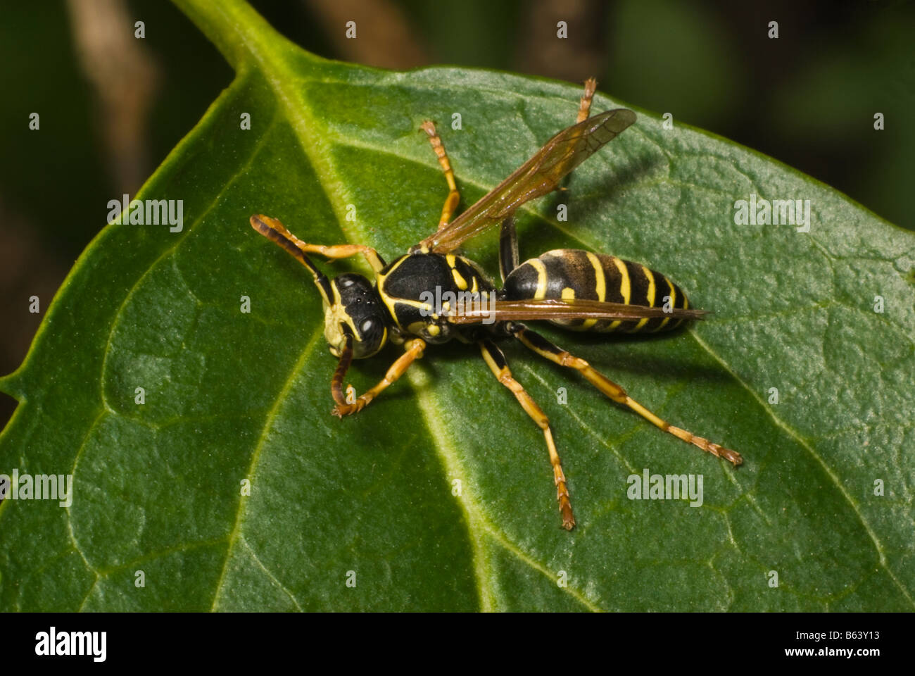 Polistes nimpha (paper wasp). Slovenia, August Stock Photo - Alamy