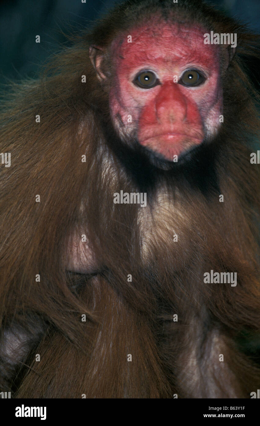 Ouakari rubicon roter uakari red hi-res stock photography and images ...